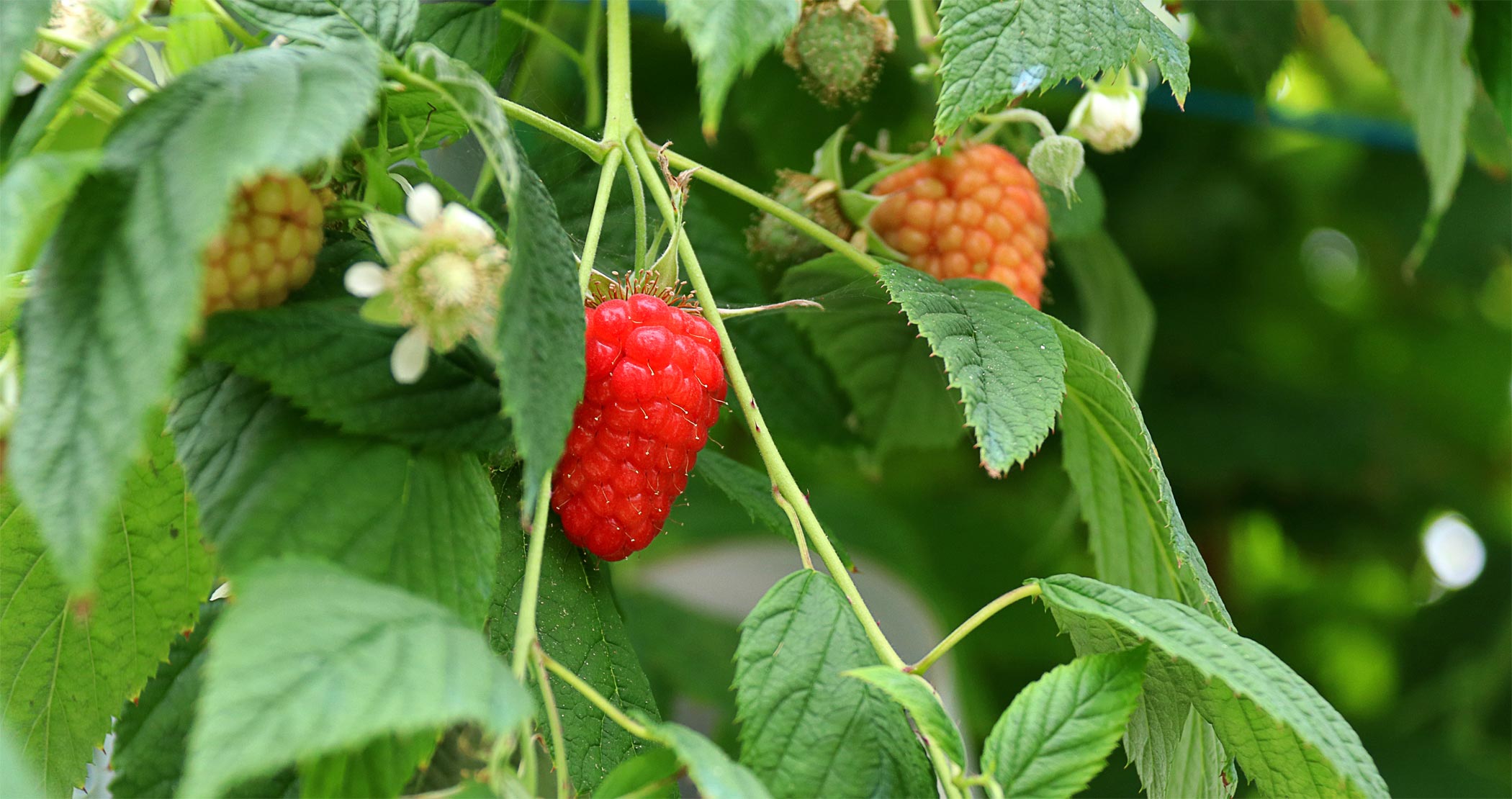 PANACH'FRUITS- Producteur fraise des bois